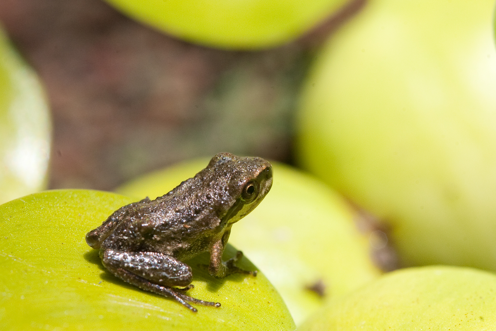 Street Science: Your SF Frogs, Local and Secret - Mission Local