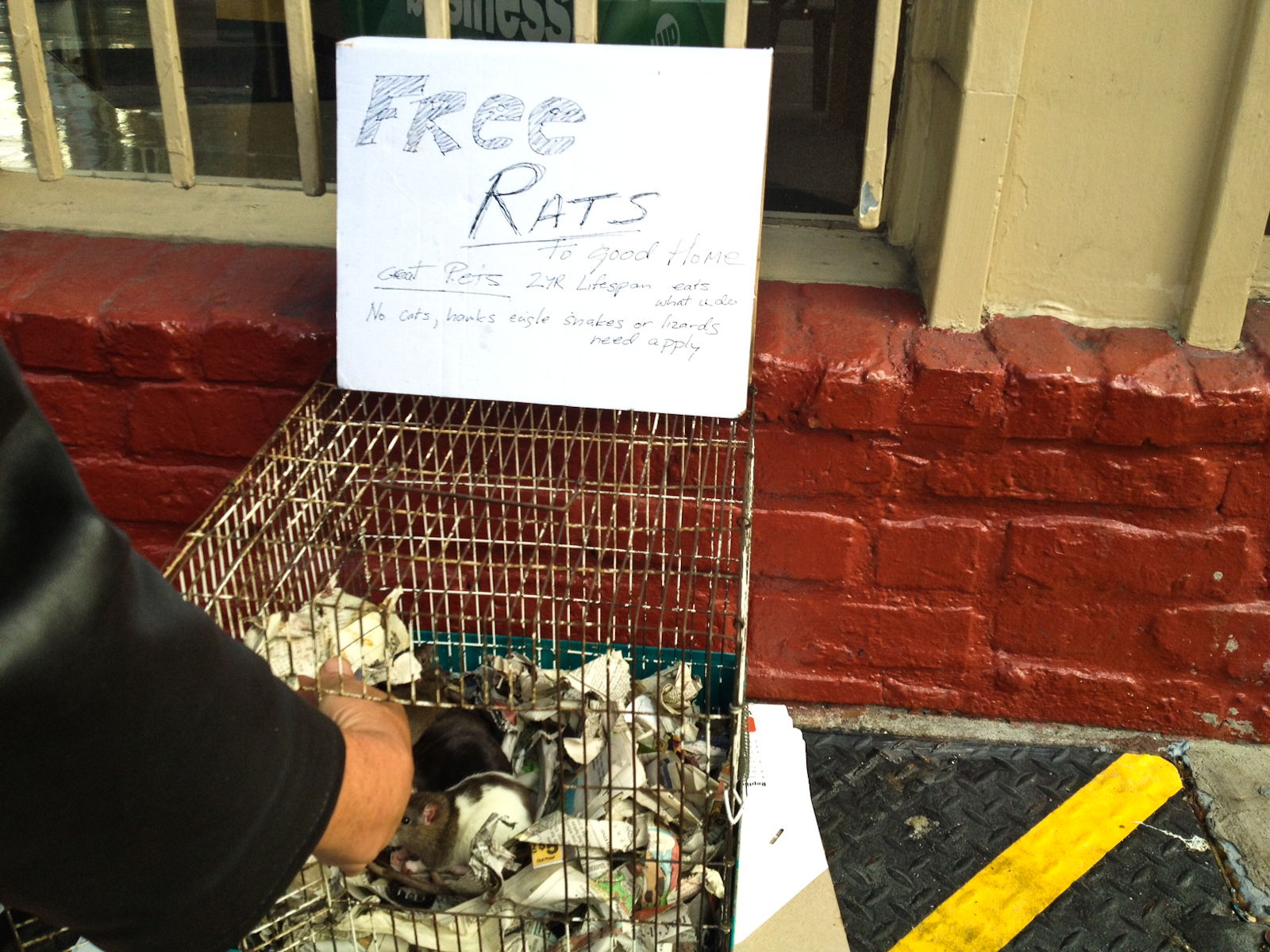 SNAP: Free Rats - Mission Local
