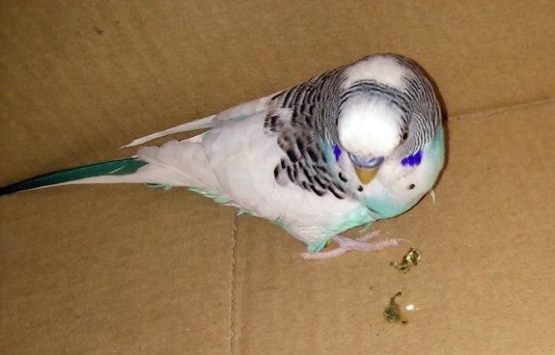 A Parakeet Walks into a Hackspace - Mission Local