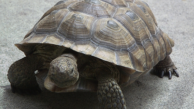 The Randall Brings Animals and More to the Mission - Mission Local