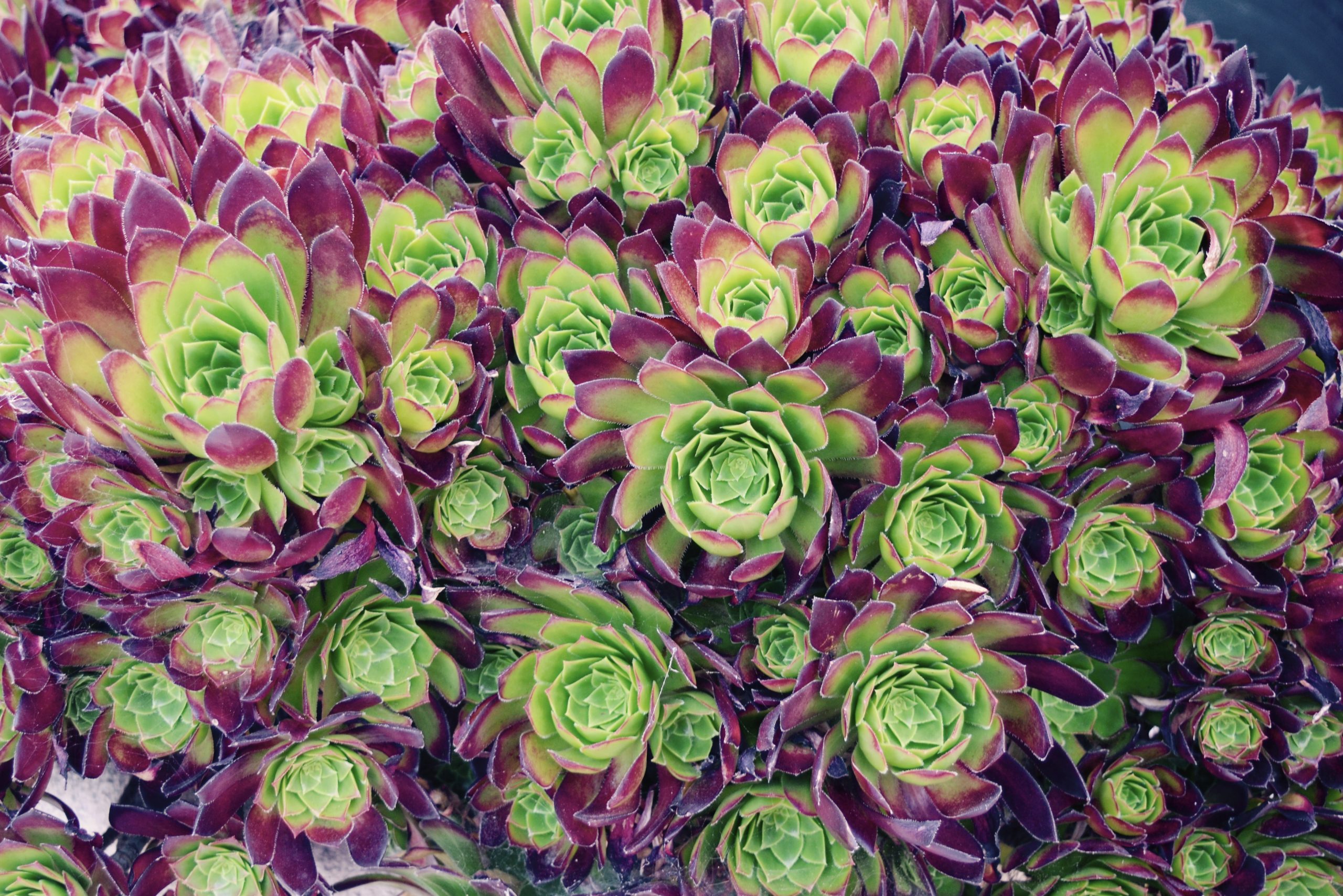 SNAP: Succulent Bunch - Mission Local