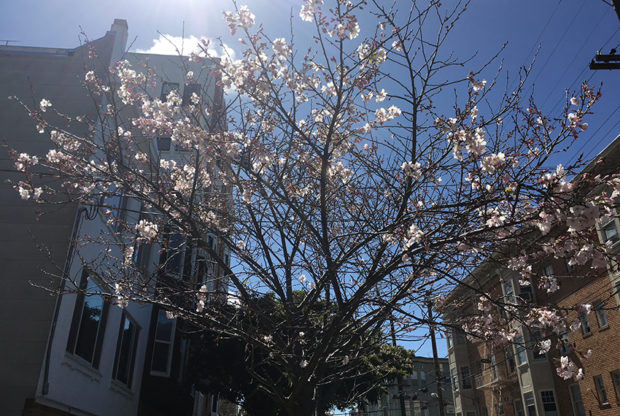 Photos: First signs of a Mission spring - Mission Local