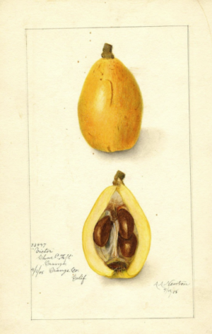 The loquat, San Francisco's secret fruit, is hidden in plain sight ...