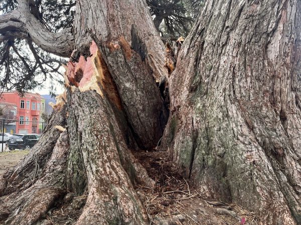 Wind splits giant sequoia that may date to 1884