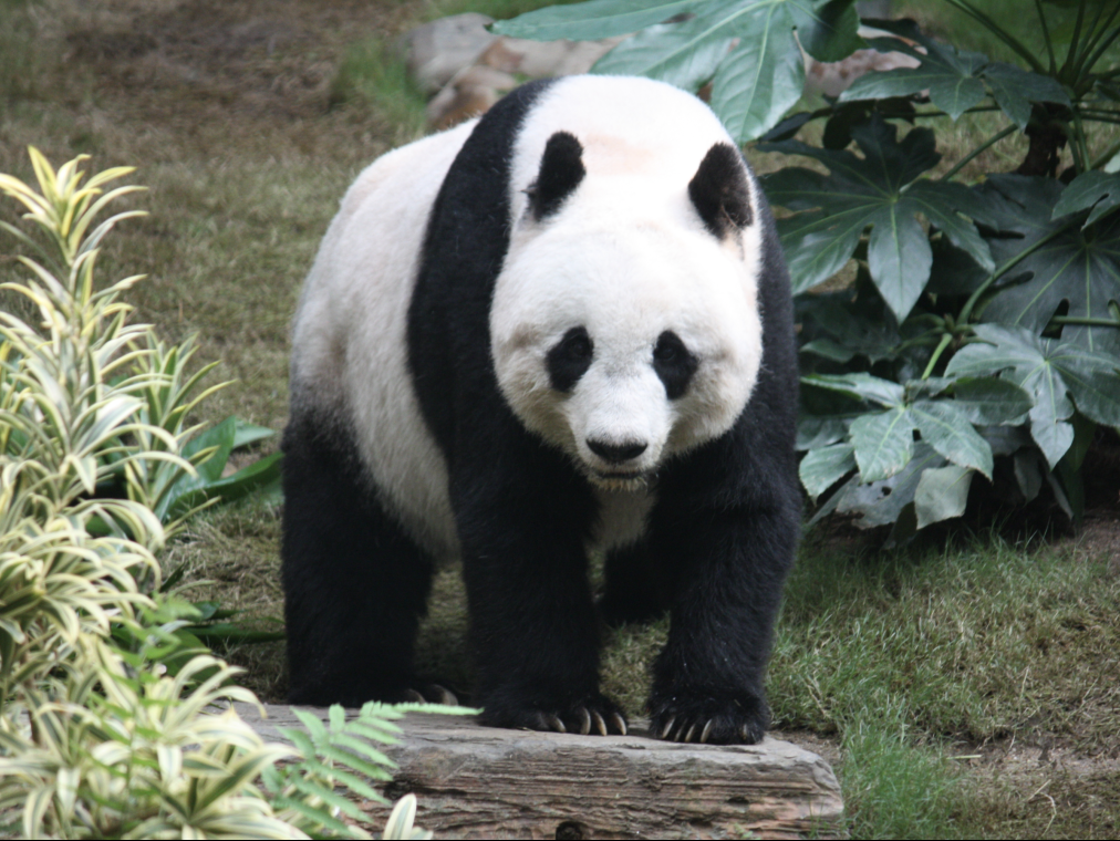 Pandas could be big for SF. But not for Mayor Breed's re-election.