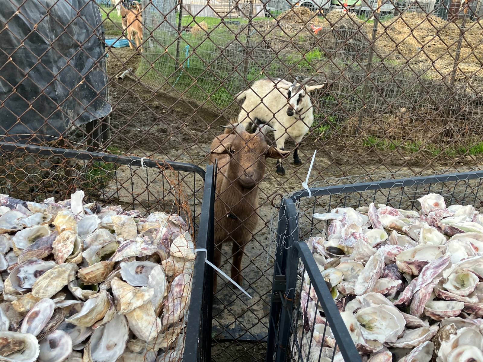 Goats and oyster shells