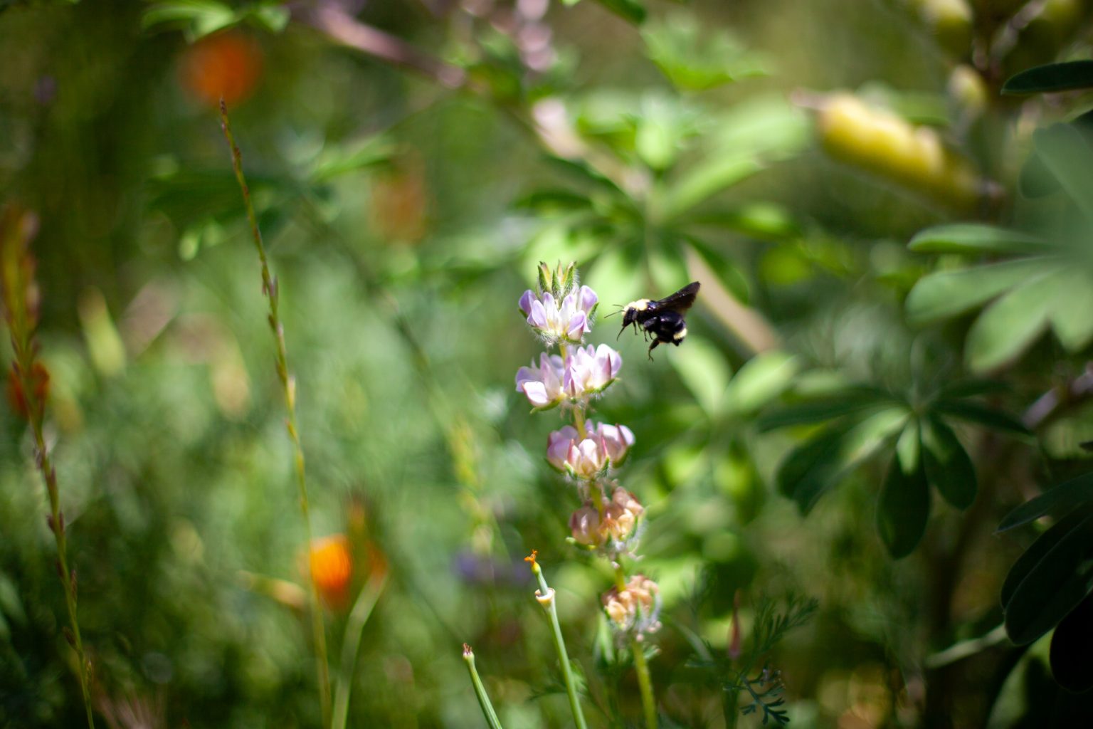 San Francisco’s largest urban farm is at risk of shutting down