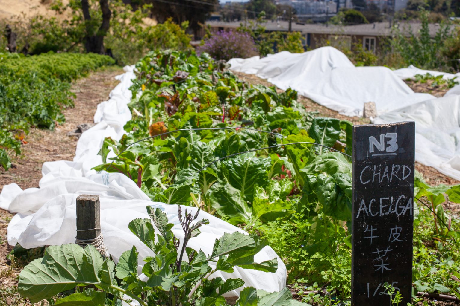 San Francisco’s largest urban farm is at risk of shutting down