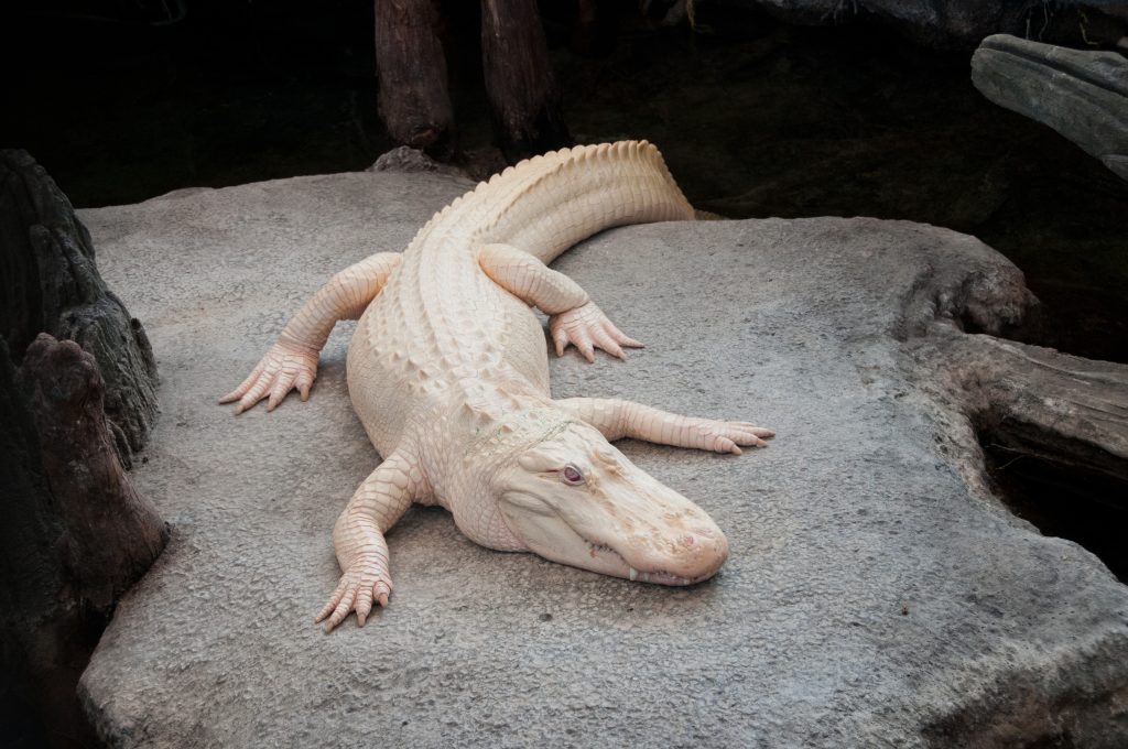 Cal Academy’s albino alligator, Claude, dies at 30